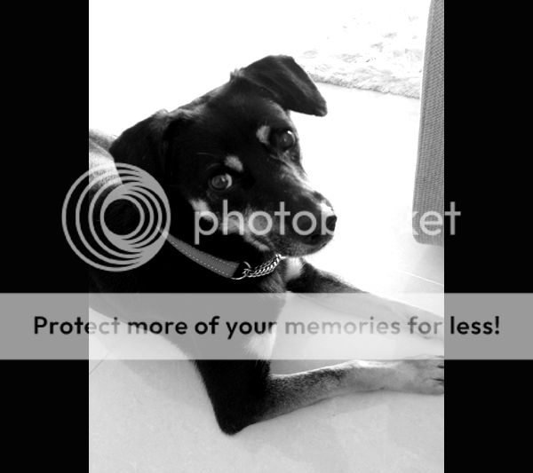 dog bed Archives - We live in a flat