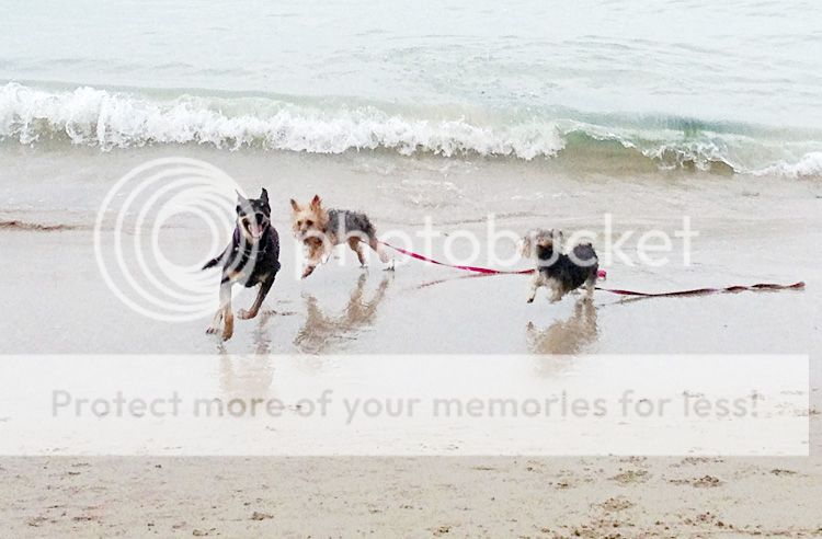 Grainy dogs running on a sandy beach - We live in a flat