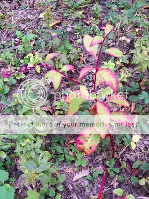 Let’s Paint Pokeberry Poison! – Let's Paint Nature!