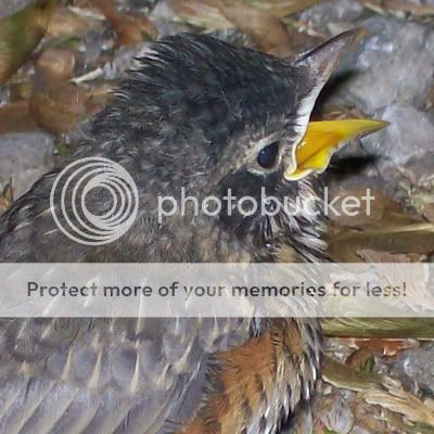 Let’s Paint a Baby Robin! – Let's Paint Nature!