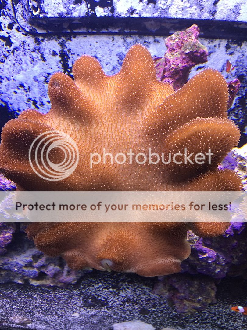 How to frag my Toadstool | Reef2Reef