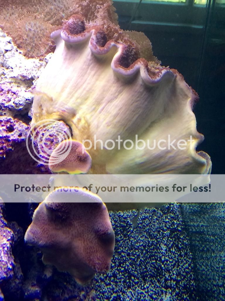 How to frag my Toadstool | Reef2Reef