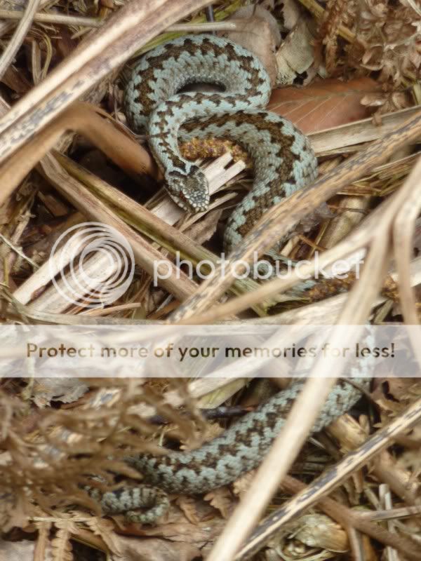 Variability, mating and fighting among Danish snakes & angui - Field ...