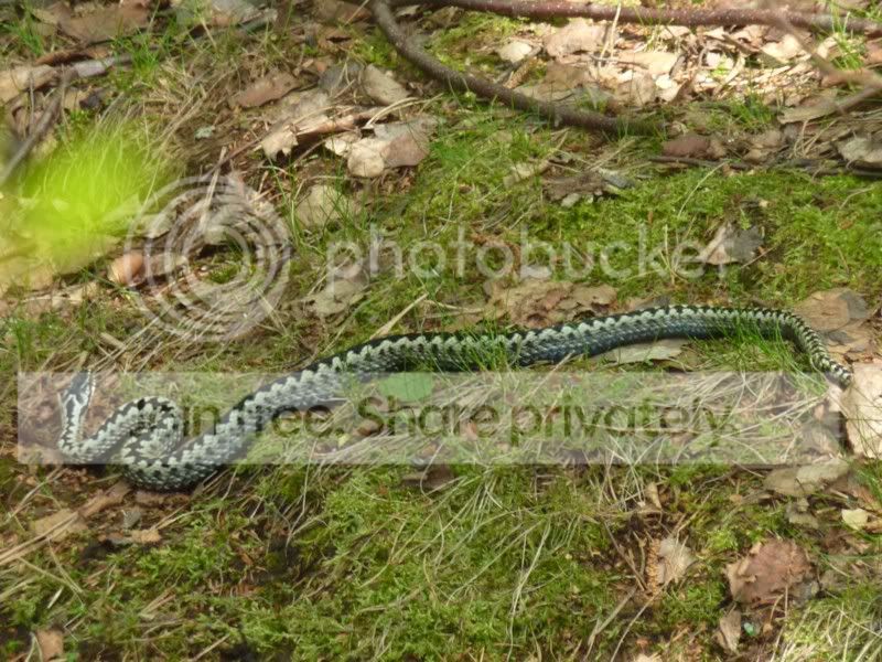 Variability, mating and fighting among Danish snakes & angui - Field ...