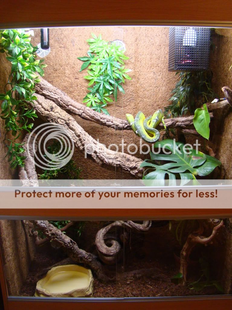 Amazon tree boas coloured with complete set up | Reptile Forums