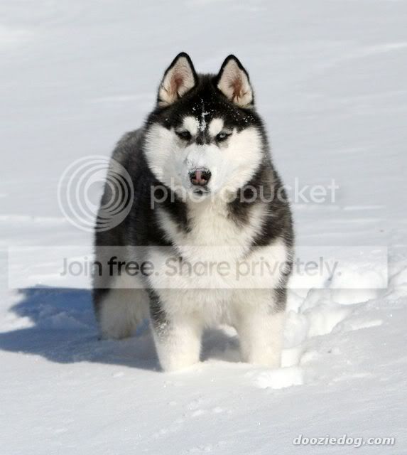 View topic - -Violet Range Park- (Alphas Still Single!) ALWAYS ...